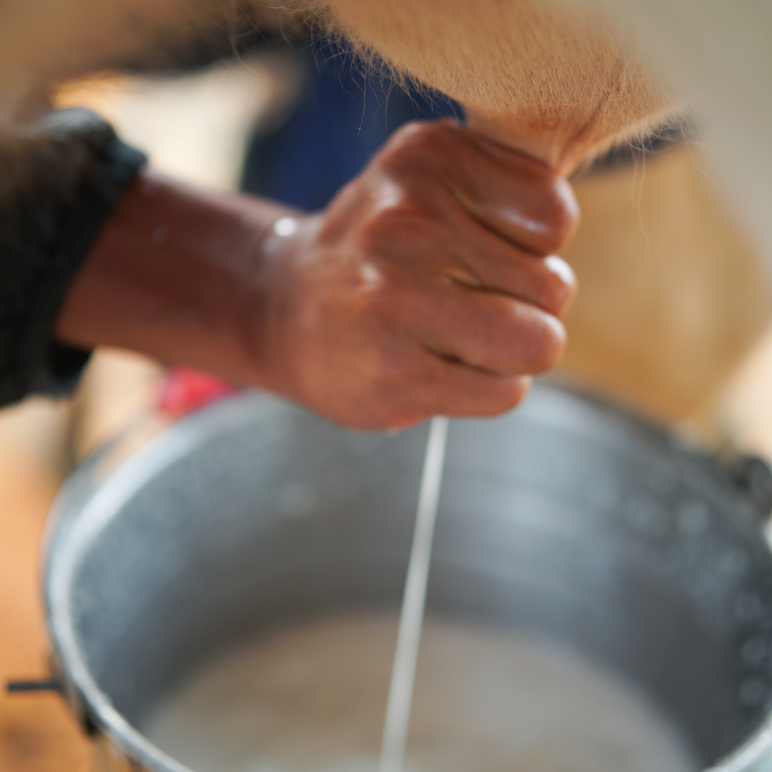 San Sebastian Cheese Farm Tour | Spain Farm Experiences & Tours