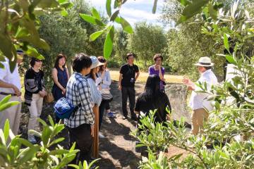 Seville Olive Oil Farm Tour | Spain Farm Experiences & Tours