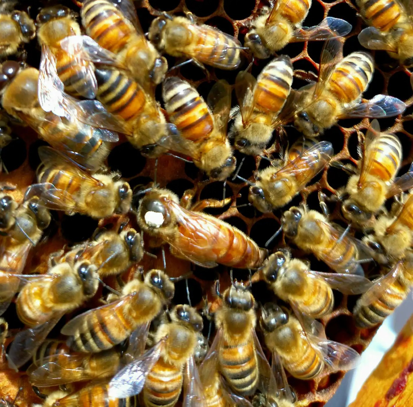 Beekeeping Tours in Italy | Farm Experiences & Tours
