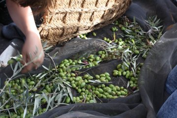 Olive Oil Farm Tour in Toledo | Spain Farm Experiences & Tours