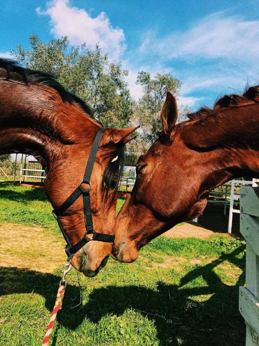 Best Horseback Riding in Seville | Farm Experiences & Tours