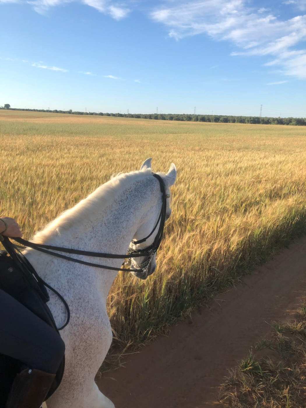 Horseback Riding Tour Seville | Spain Farm Experiences & Tours