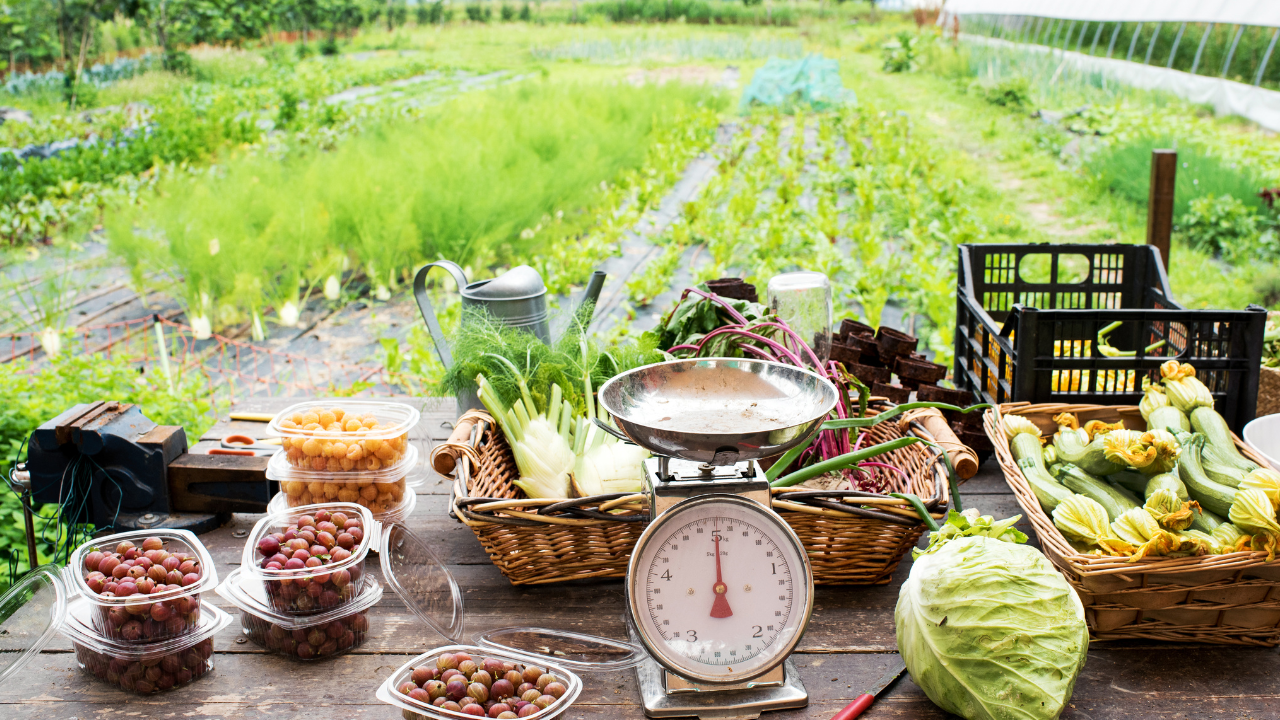 Best Farm Tours in Rome | Farm Experiences & Tours