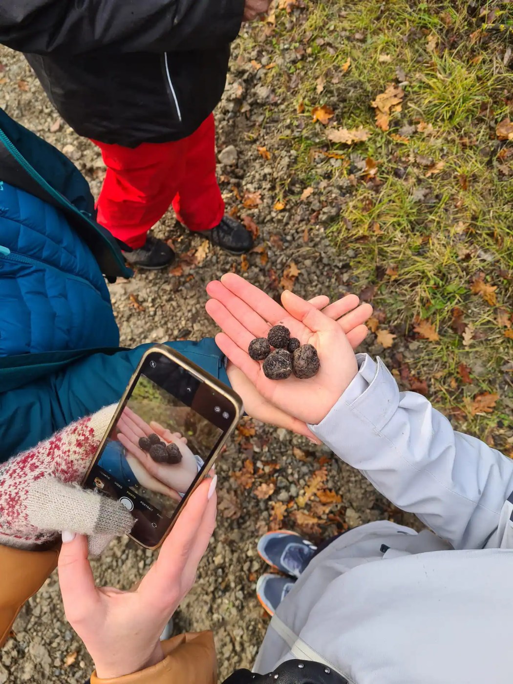 Turin Truffle Tour | Italy Farm Experiences & Tours