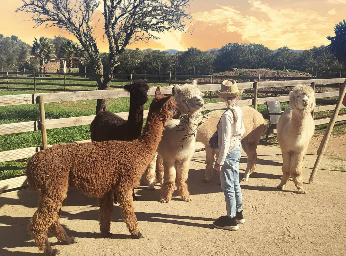 Best Farm Tours in Mallorca | Farm Experiences & Tours