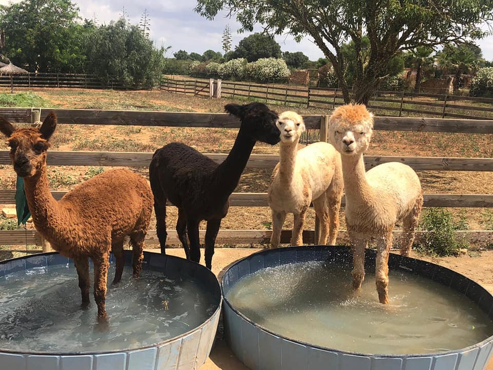 Alpacas Farm Tours in Spain | Farm Experiences & Tours