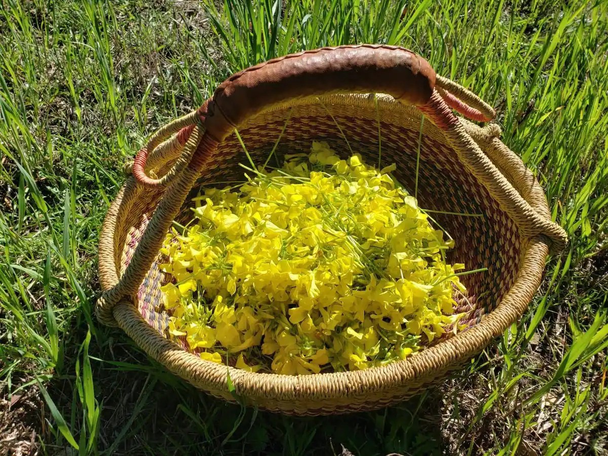 Herbs Tours in Spain | Farm Experiences & Tours