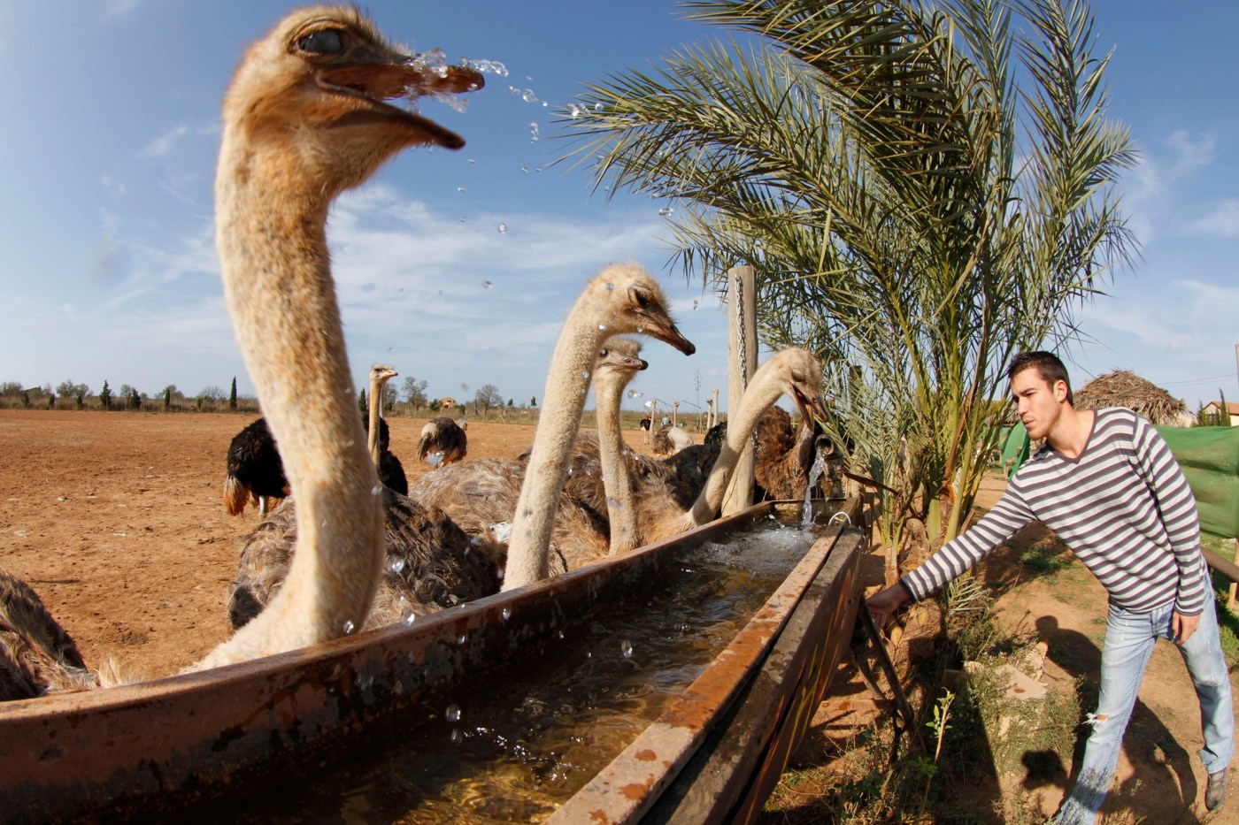Ostrich Farm Tours in Spain | Farm Experiences & Tours
