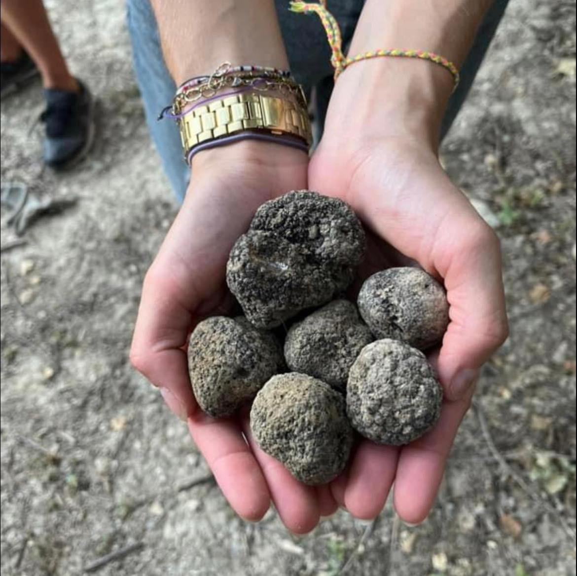Provence Truffle Hunting Tour | France Farm Experiences & Tours