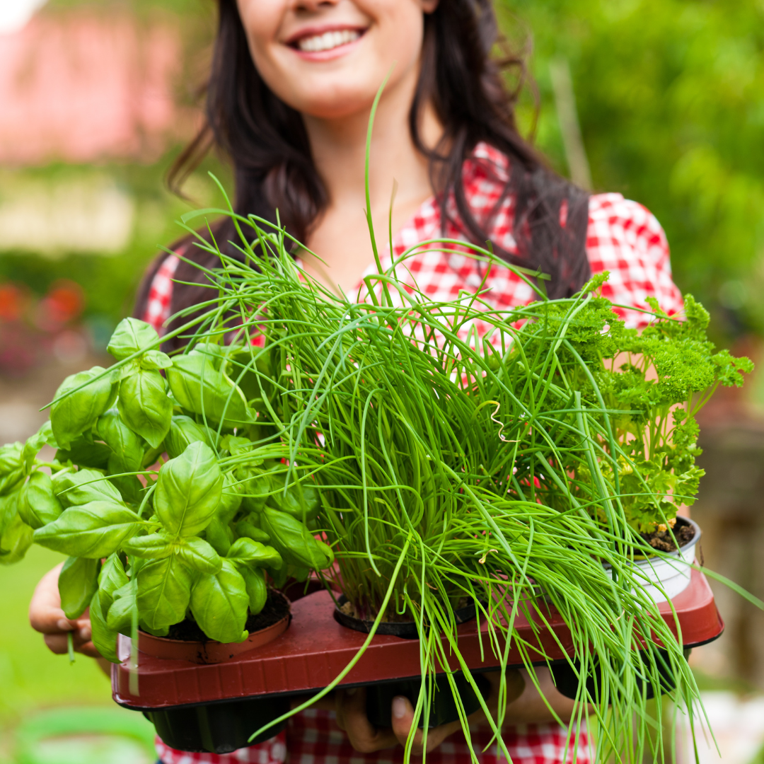 Tuscany Aromatic Herb Tour | Italy Farm Experiences & Tours