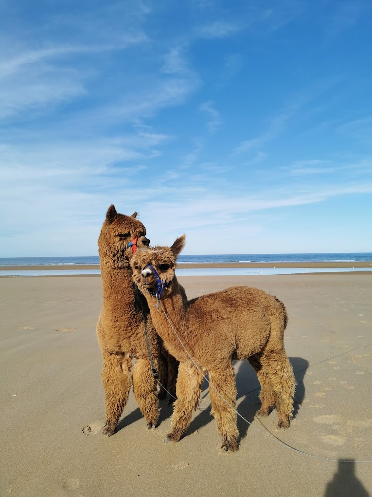 Normandy Alpaca Farm Walking Tour | France Farm Experiences & Tours