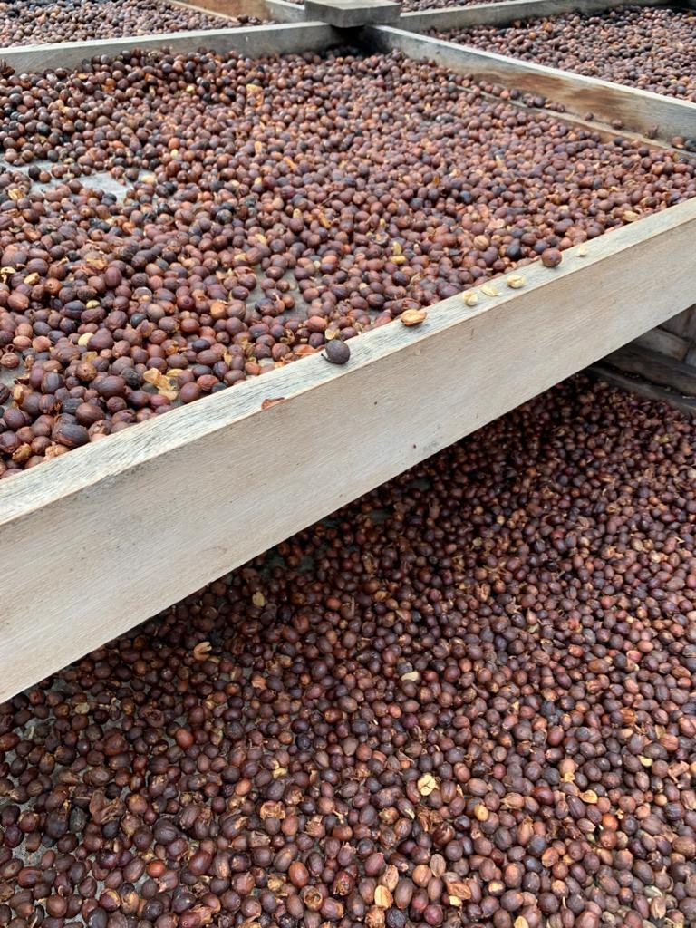 Coffee Farm Tours in Spain | Farm Experiences & Tours