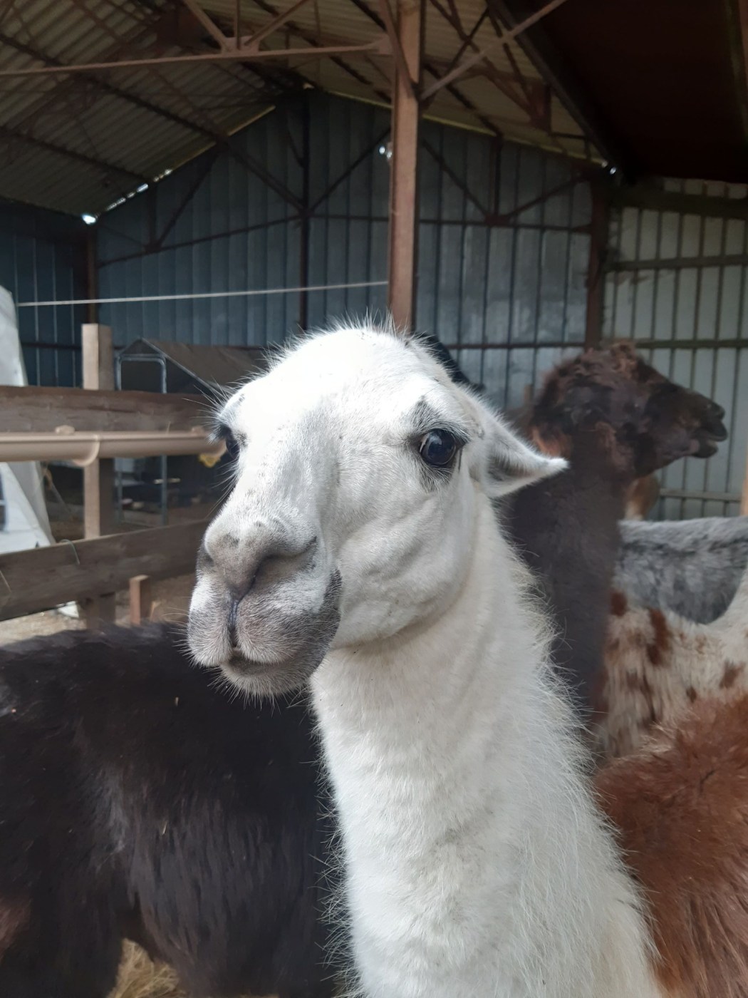 Loire Family Day with Llamas & Alpacas Experience| France Experience