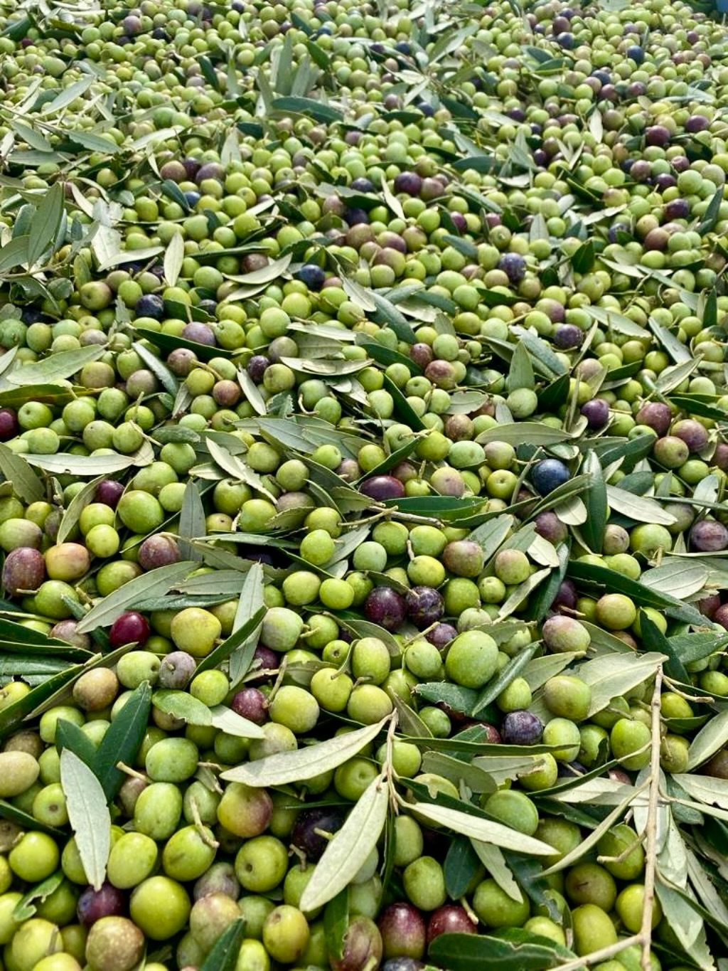 Mallorca Olive Oil Visit & Tasting Experience | Spain Experience