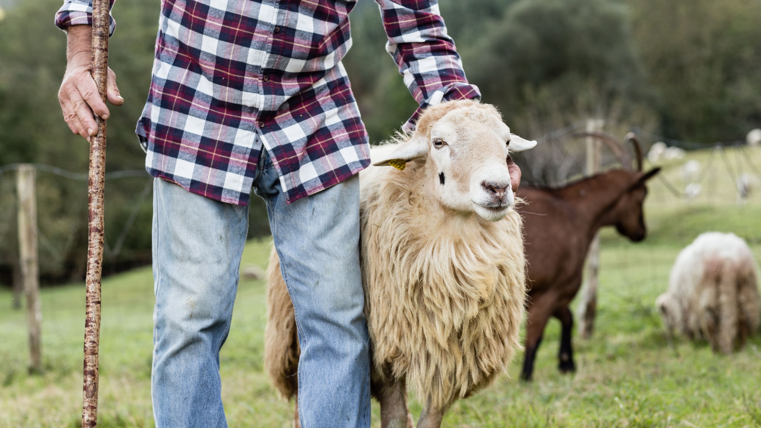 Basque Shepherd For a Day Experience | Spain Experience